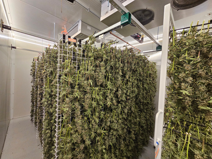 Custom Retro New Builds for Commercial – Cannatrol - Dry, Cure, and Store